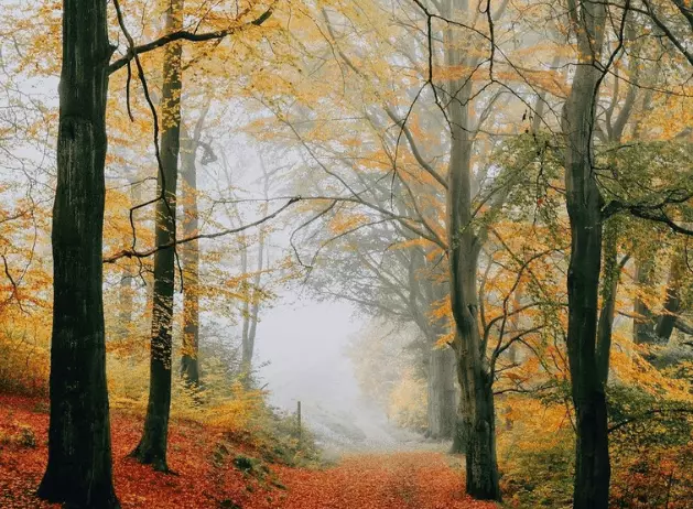 Horoscoop voor de week van 18 oktober tot 24 oktober voor Maagd