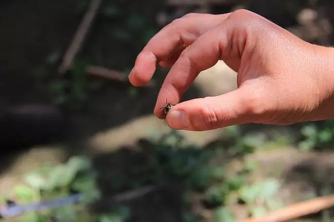 Slatki život: kako spasiti planet prodajom fotografije gruzijskog meda broj 2