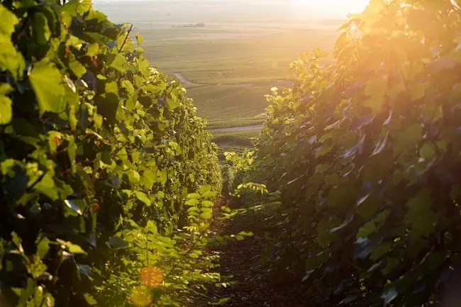 Szampański skarb: zdjęcie dziedzictwa Perrier-Jouёt nr 1