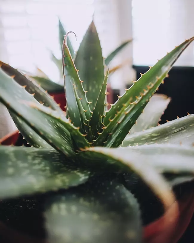 5 razloga zašto je Aloe Vera najbolji sastojak za njegu kože Fotografija # 3