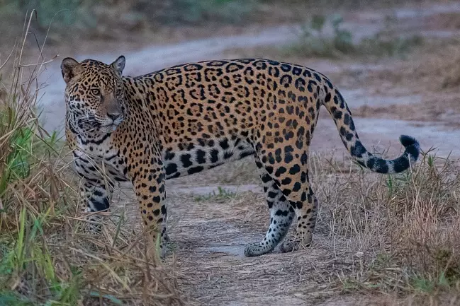 Cartier malitere imekọ ihe ọnụ na foto ego òkè Lion # 2