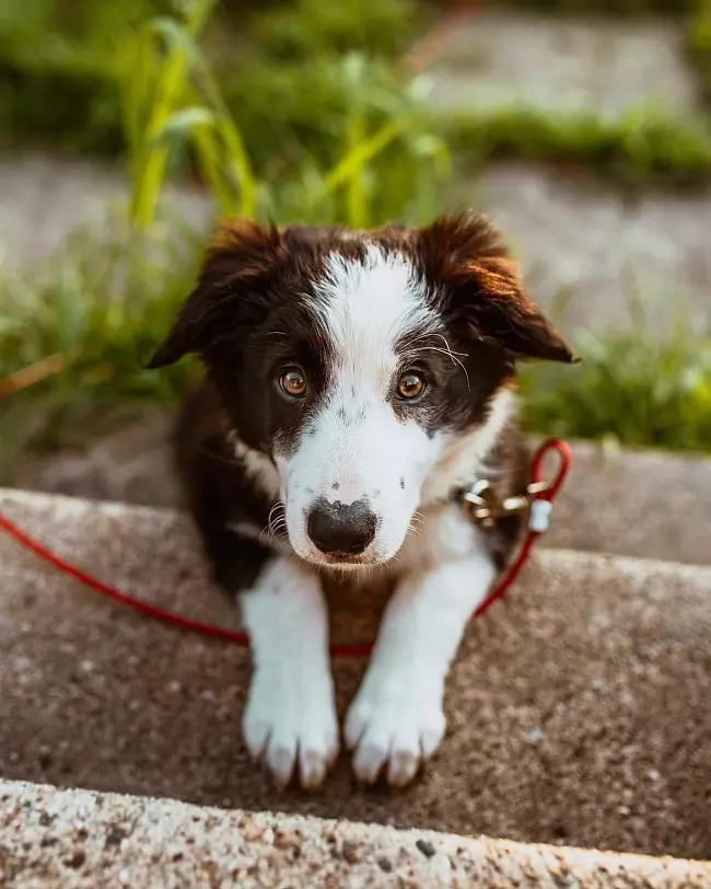 Kendi kendine izolasyon sırasında (SMS ve qr kodu olmadan) köpeğinizi doğru bir şekilde nasıl yürütürsünüz fotoğraf # 2