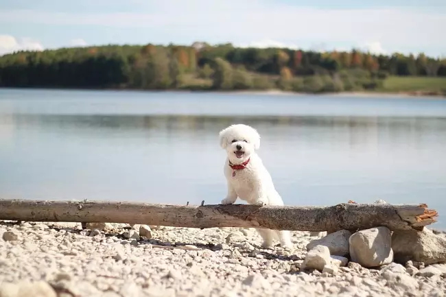 Að ferðast með hund: 5 hundavænir áfangastaðir mynd # 1