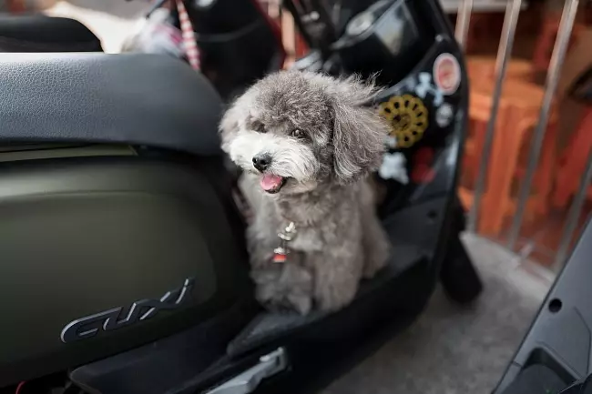 Viajar con un perro: 5 destinos que admiten perros foto # 2