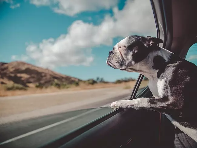 Viajar con un perro: 5 destinos que admiten perros foto n. ° 3